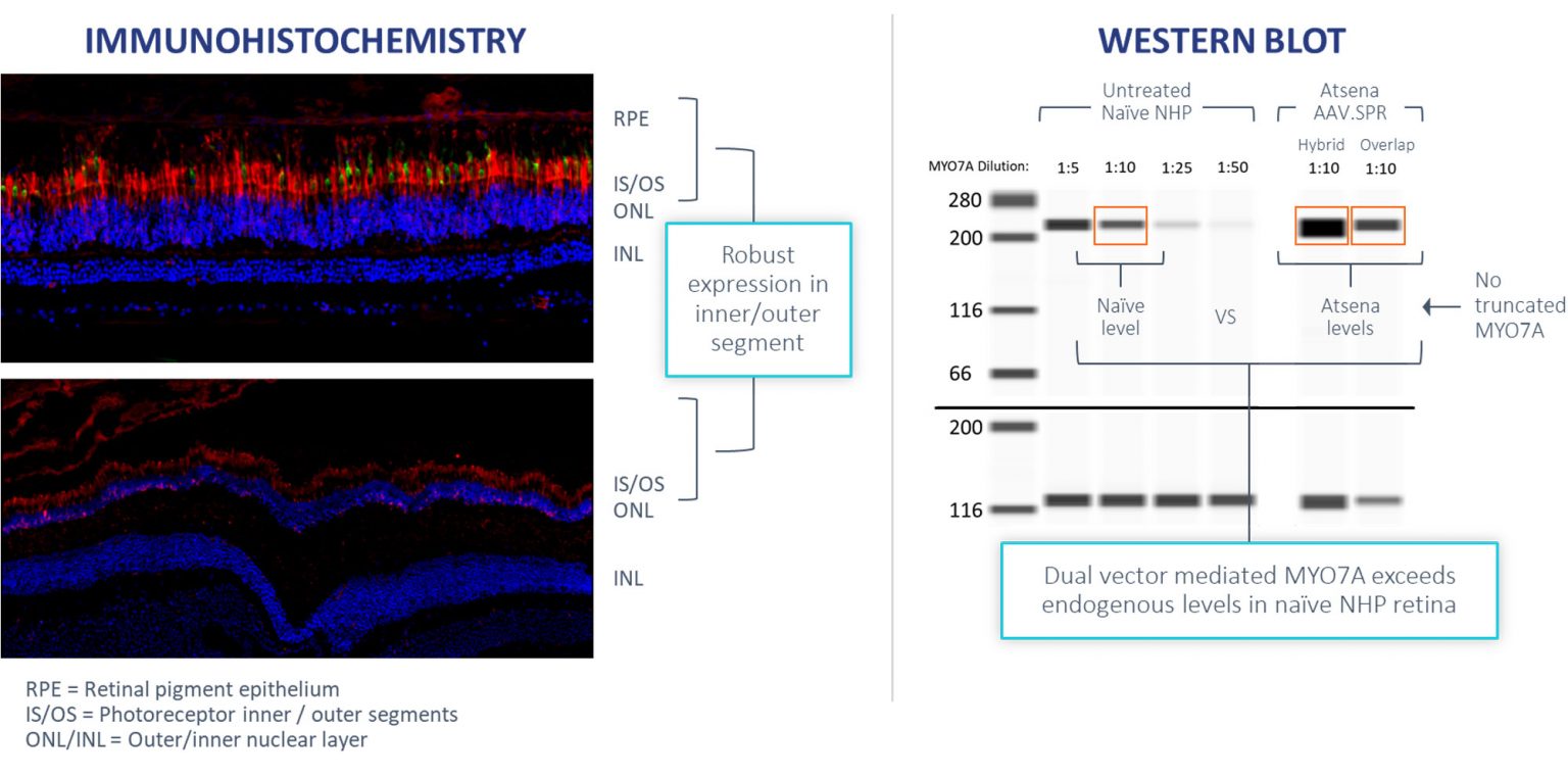 Atsena Therapeutics – Dual Vector Technology